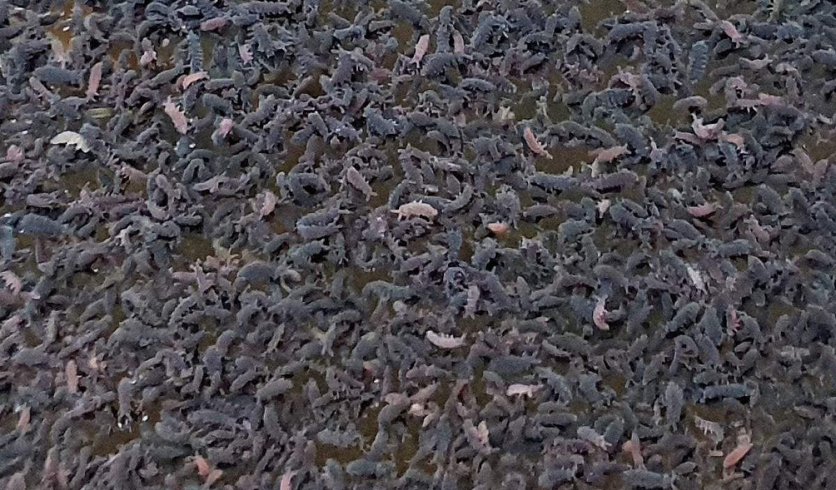 Springtails - Control of Springtail Pests | Kiwicare