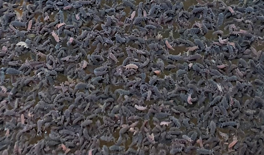 Springtails - Control of Springtail Pests | Kiwicare