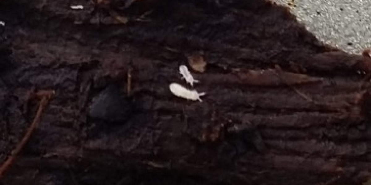 Springtails Hop Indoors | Kiwicare