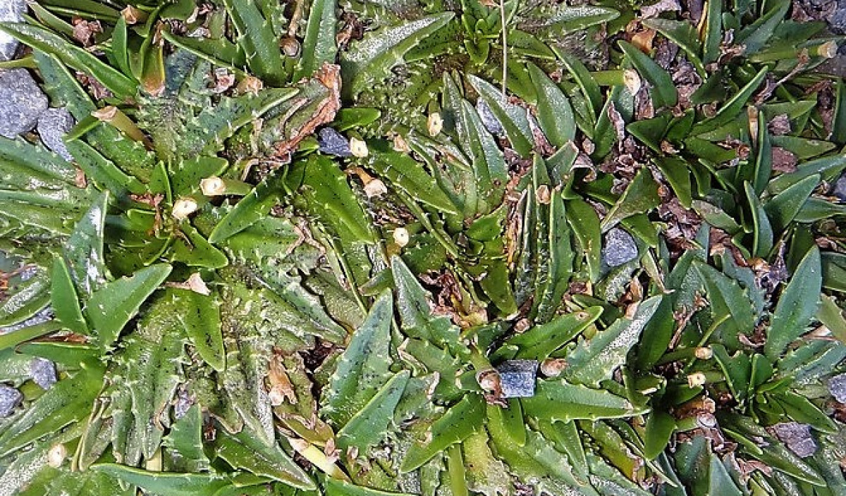 How to Identify and Get Rid of Starweed | Kiwicare