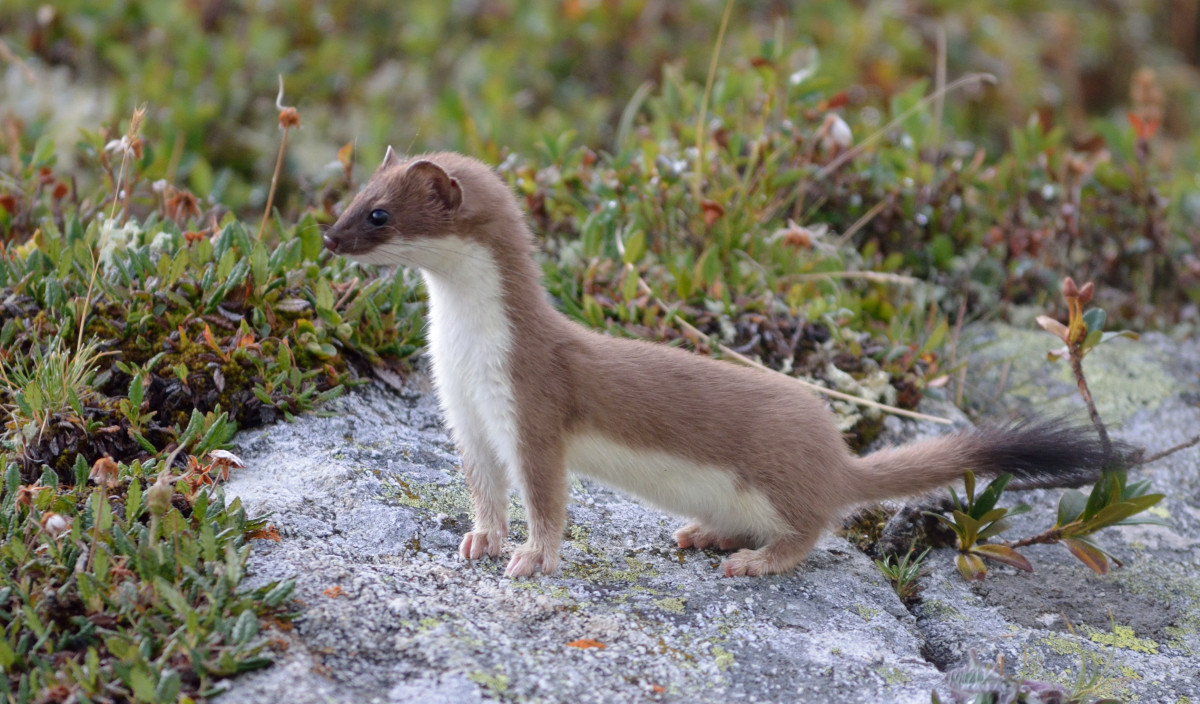 Stoats are Predators of NZ Birds | Kiwicare