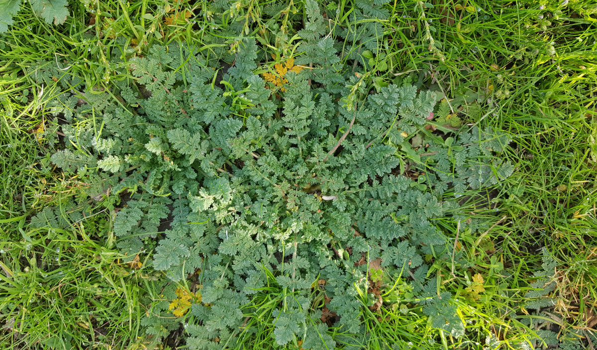 Storksbill - Identification and Control of Storksbill | Kiwicare