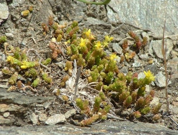 Stonecrop - How to Control Stonecrop-Sedum | Kiwicare