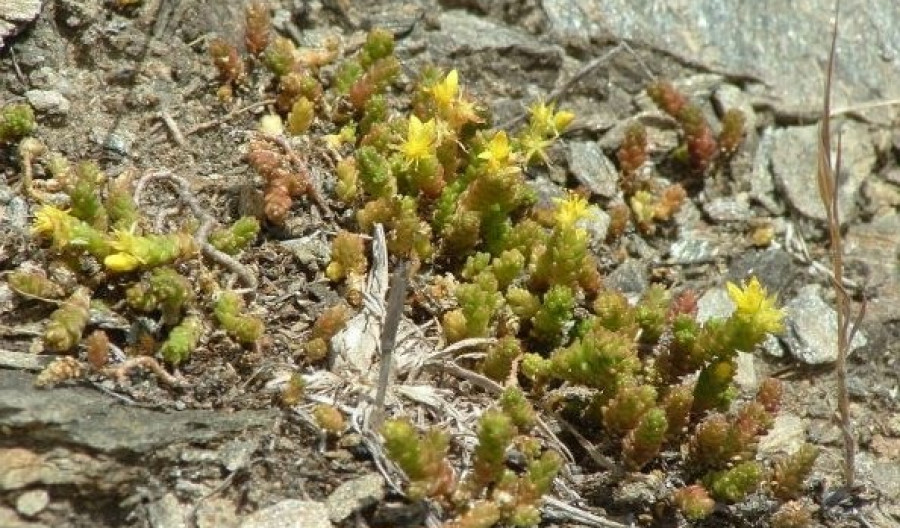 Stonecrop - How to Control Stonecrop-Sedum | Kiwicare