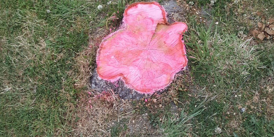 How to Kill a Tree Stump and Stop it Re-Sprouting | Kiwicare