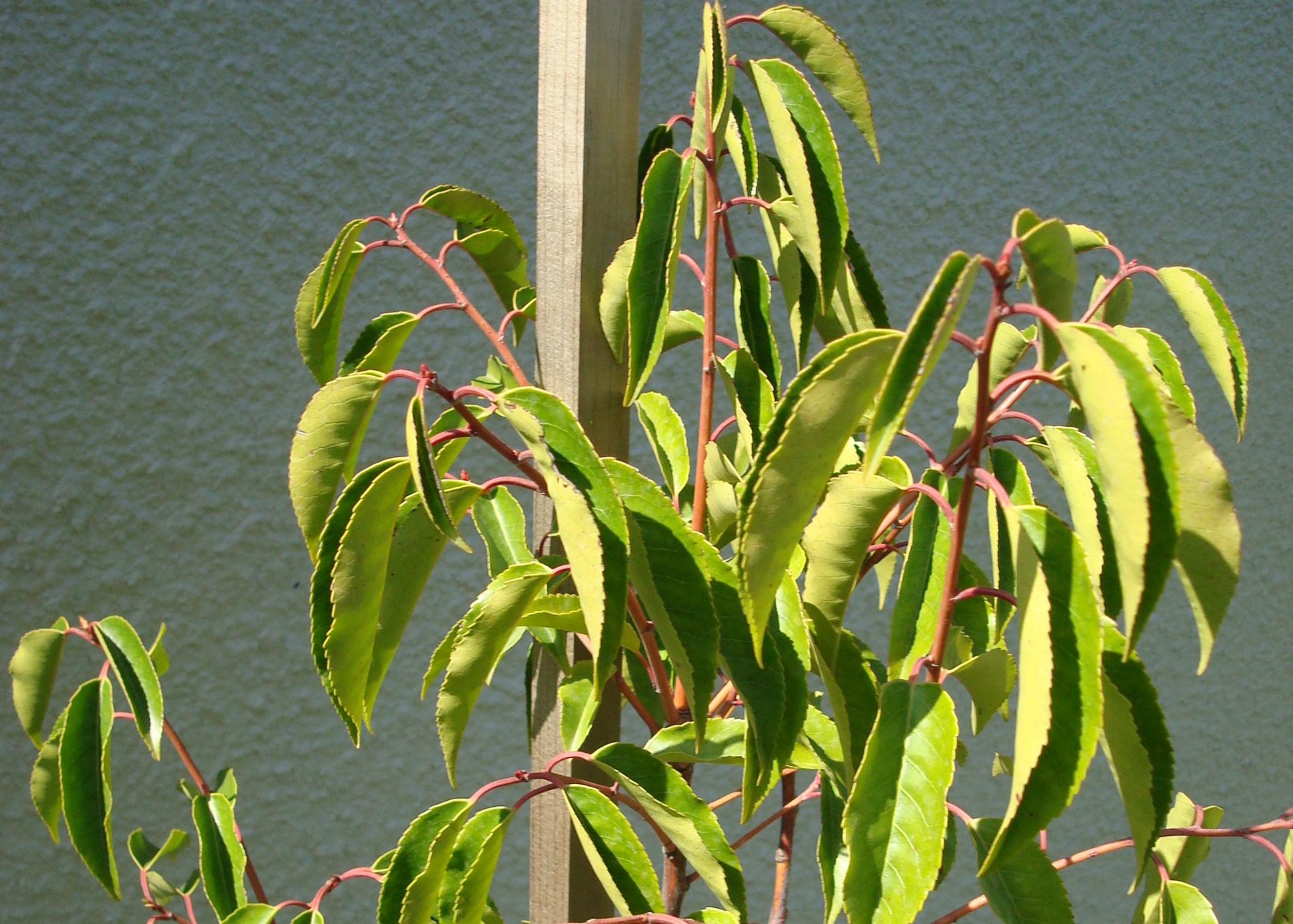 Sulphur Deficiency In Plants