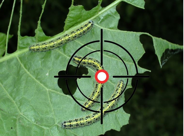 How to Target Pesticides to Protect Beneficials | Kiwicare