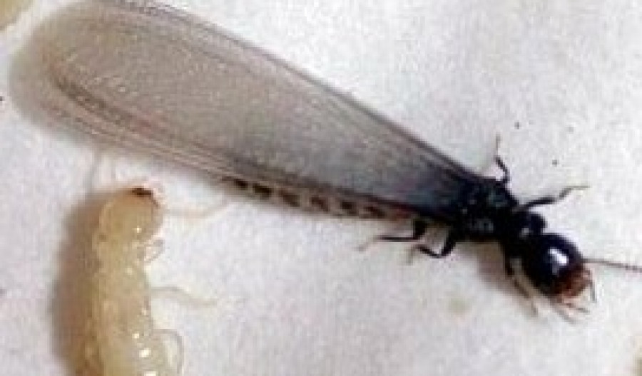 Termites - Control of Termite Infestations in Timber | Kiwicare