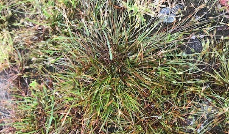 Toad Rush - How to Get Rid of Taod Rush weed | Kiwicare