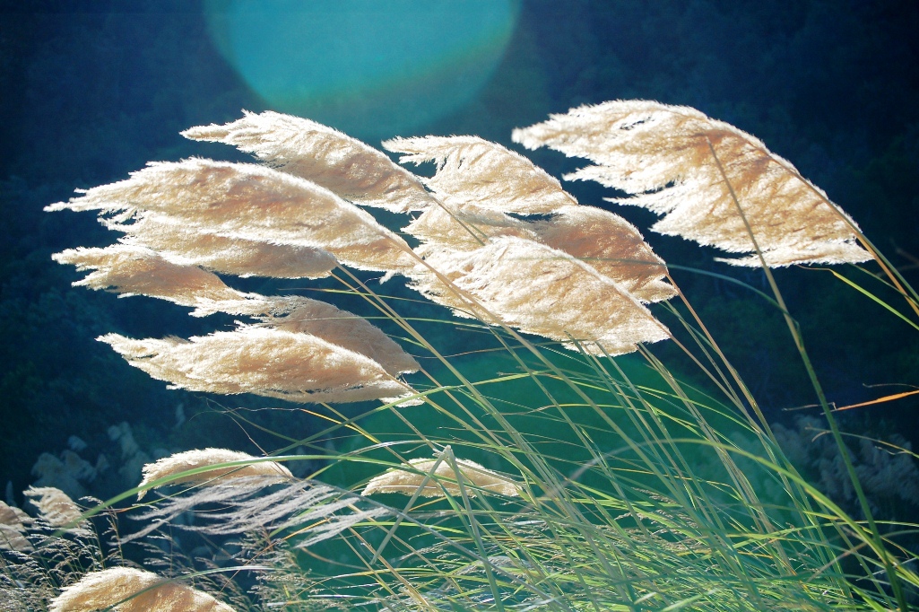 Tell the Difference Between Pampas and Toetoe | Kiwicare