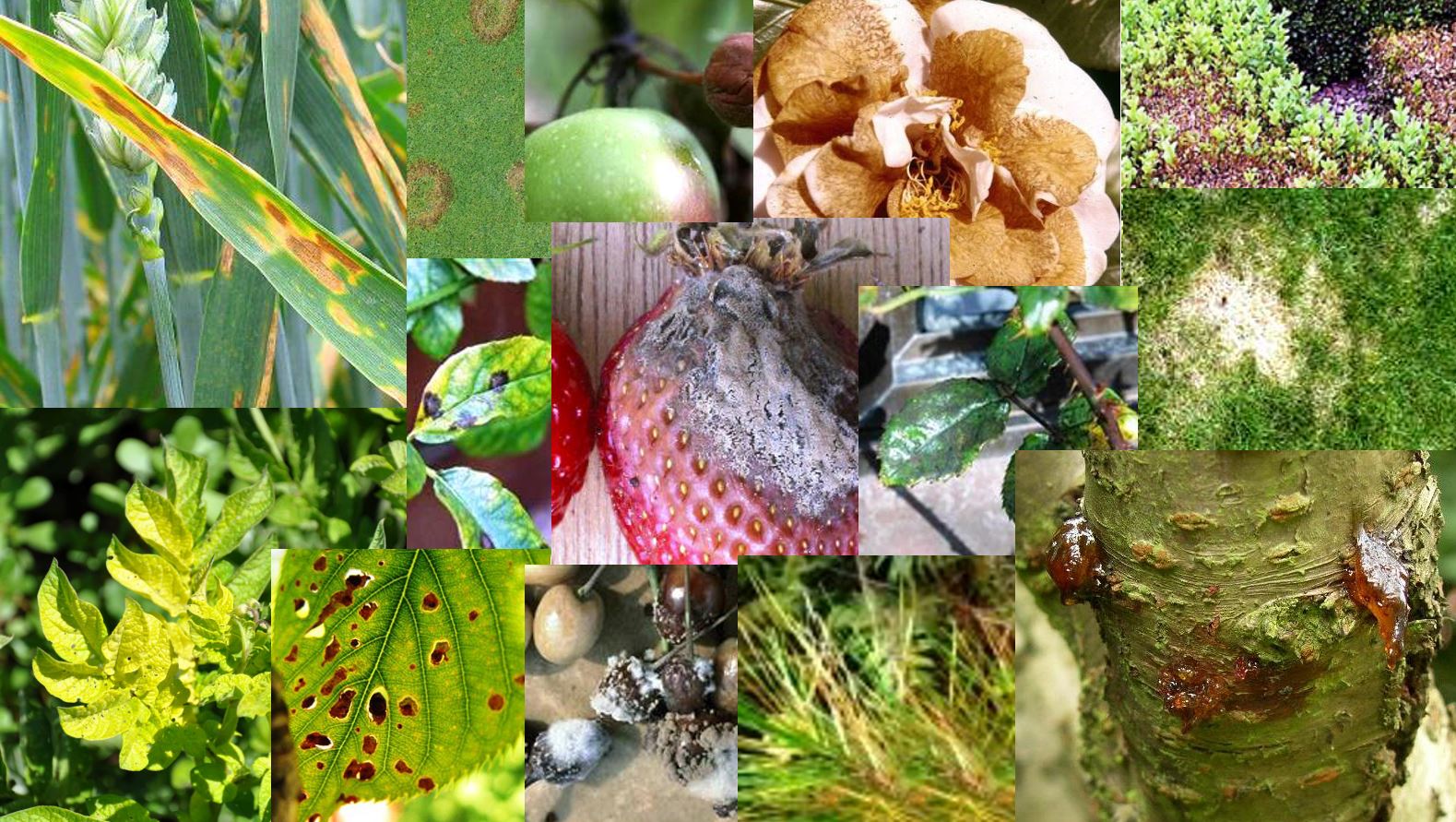 Garden Plant Disease Identification RHS Pests And Diseases The
