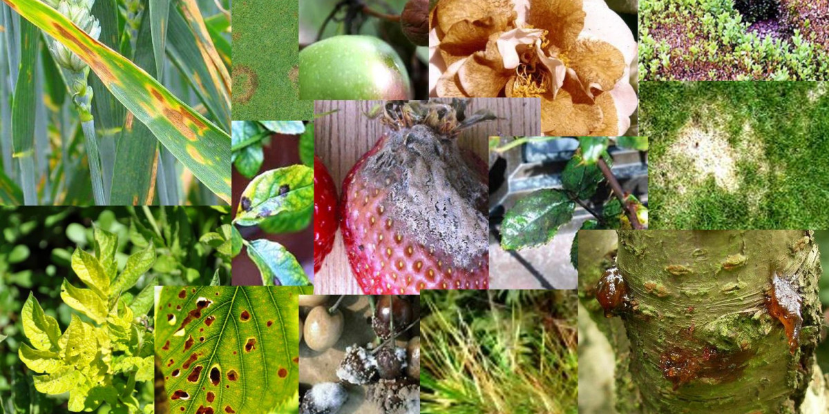 Top 20 Worst Garden Diseases in New Zealand | Kiwicare