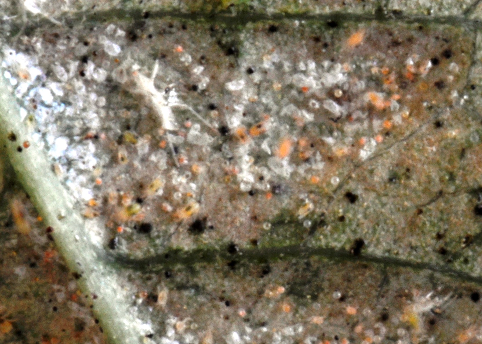 Spider Mites - Control of Spider Mite on Garden Plants. | Kiwicare