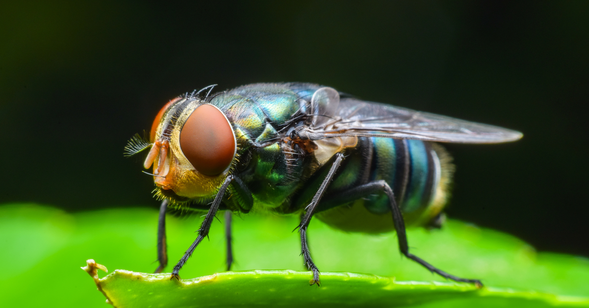 Advice - Kiwicare Fly Control Calendar | Kiwicare