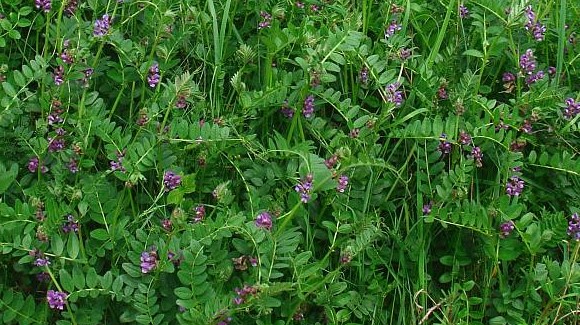 Vetch - Identify and Control Vetch Weeds | Kiwicare