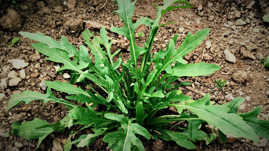 Wall Rocket - Identification and Control Wall Rocket | Kiwicare