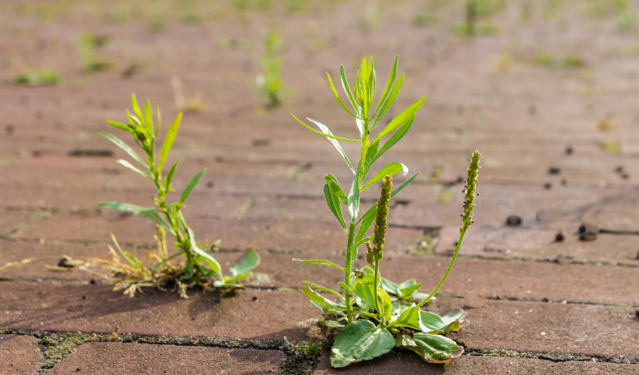 Path Weeds - Control of Weeds in Paths, Drives, etc. | Kiwicare