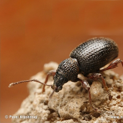 Weevils - Control of Pest Weevils in the Home | Kiwicare