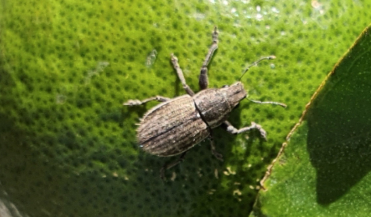 Weevils - Control of Weevil Pests in Gardens. | Kiwicare