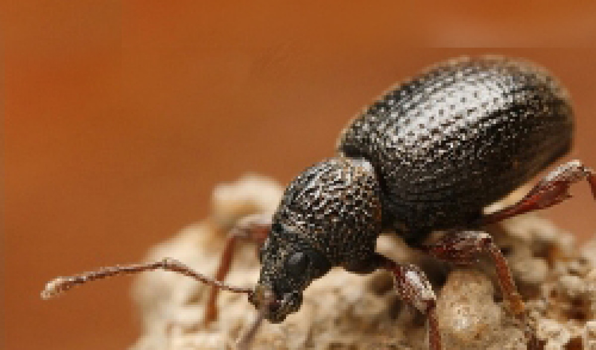 Weevils - Control of Pest Weevils in the Home | Kiwicare