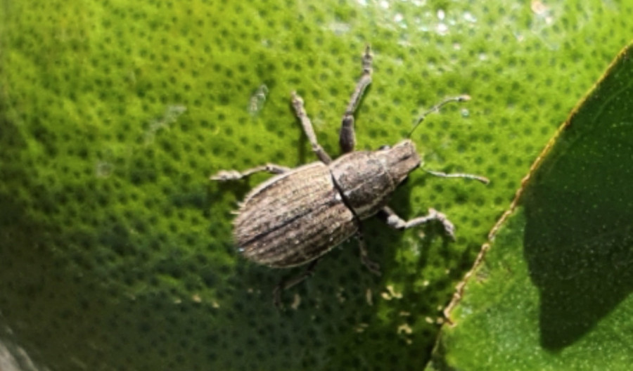 Weevils - Control of Weevil Pests in Gardens. | Kiwicare