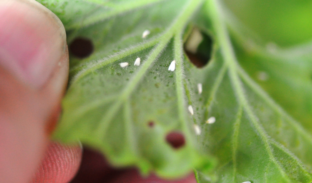 Whitefly - Control of Whitefly on Garden Plants. | Kiwicare