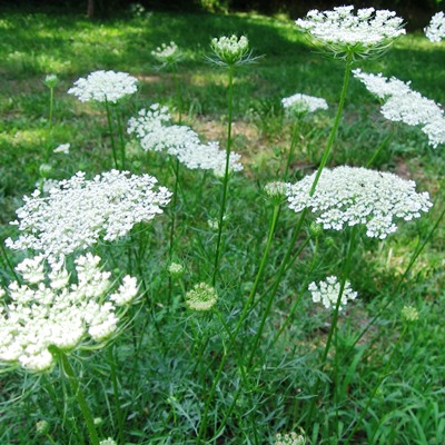 Carrot weed - Control of Carrot Weed in Gardens. | Kiwicare