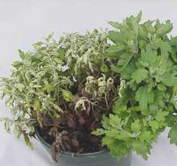 Wilt - Control of Wilt Diseases of Plants. | Kiwicare