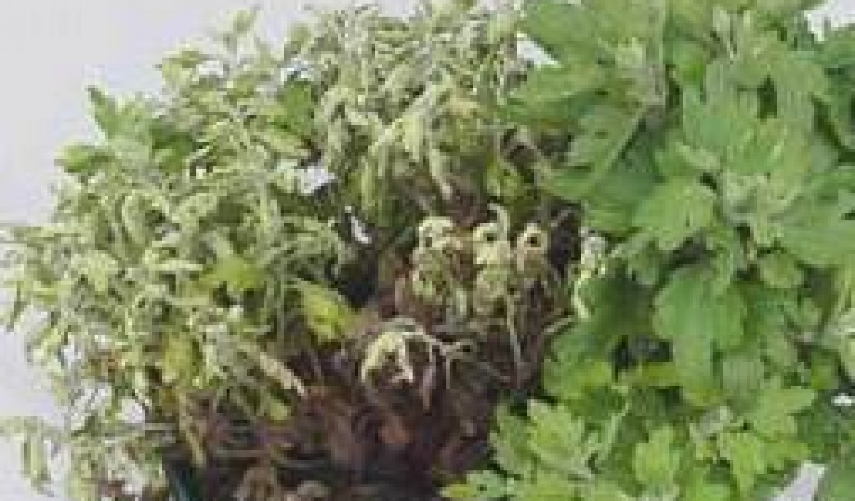 Wilt - Control of Wilt Diseases of Plants. | Kiwicare