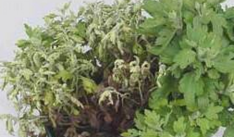 Wilt - Control of Wilt Diseases of Plants. | Kiwicare