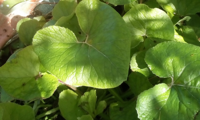 Weed Weapon Rapid Action - Fast, Effective Weed Killer. | Kiwicare