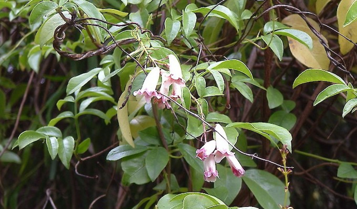 Wonga Wonga Vine - How to Get Rid of Weedy Vines | Kiwicare