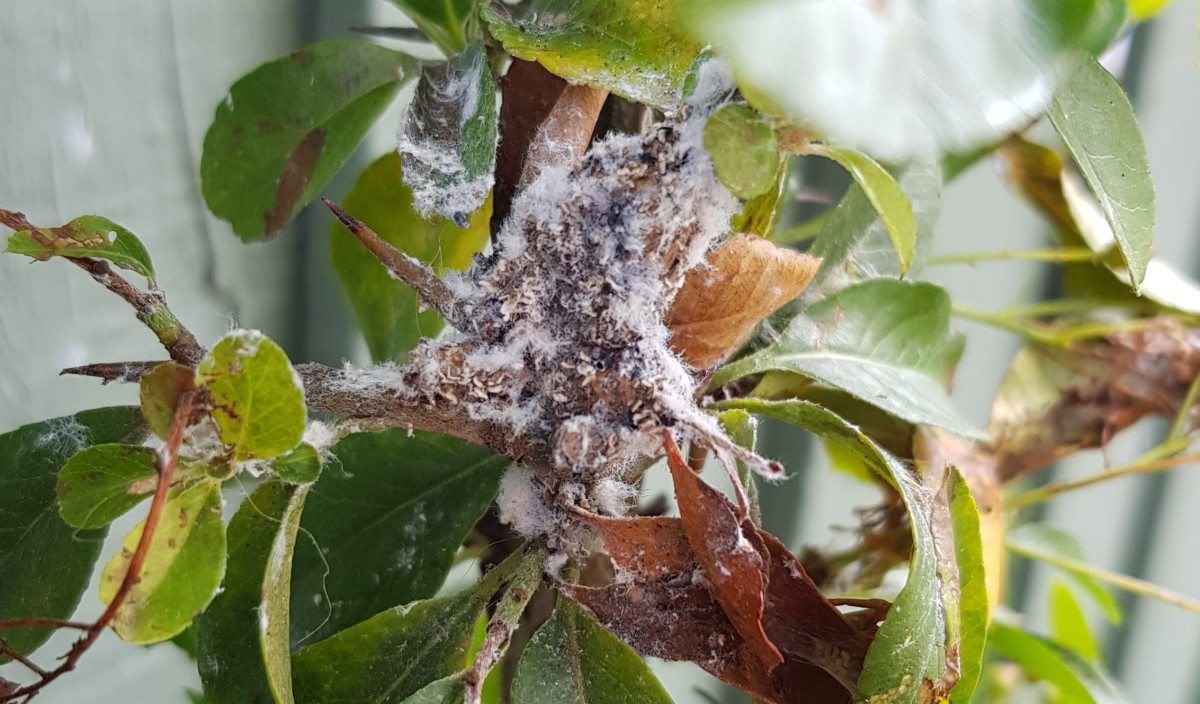 Woolly Aphids - Identification and Control | Kiwicare