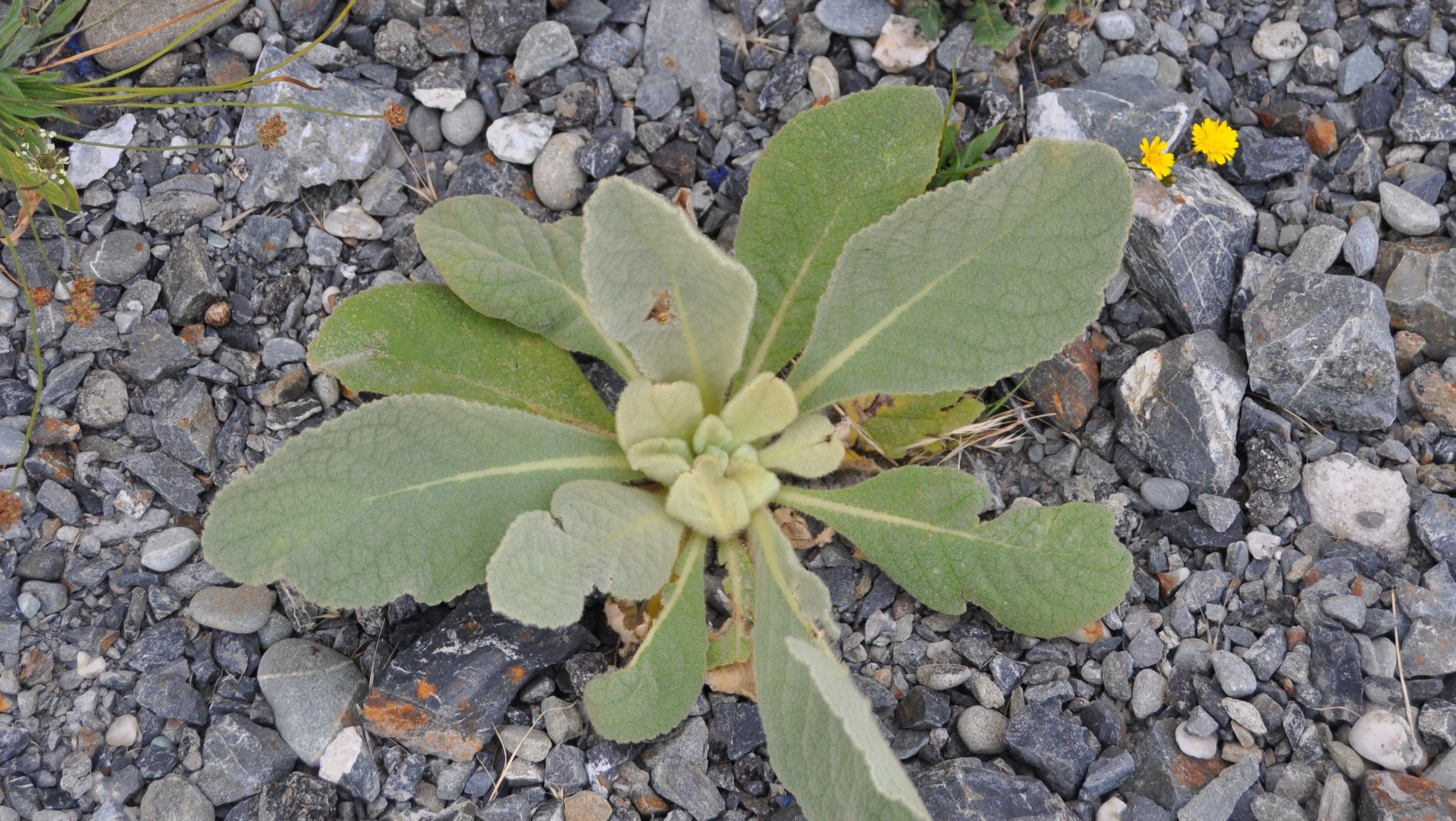 Mullein Weed - How to Identify and Control | Kiwicare