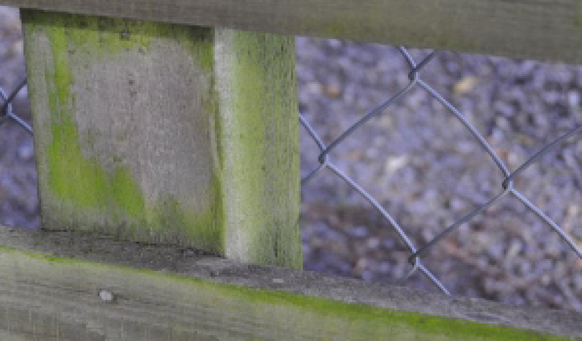 Algae - Cleaning of Algae from Outdoor Surfaces. | Kiwicare