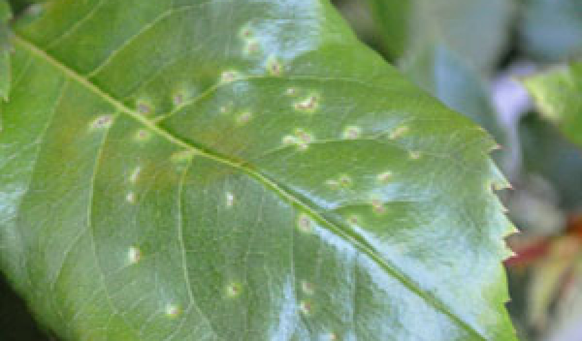 Bacterial Spot - Control of Bacterial Spot Disease | Kiwicare