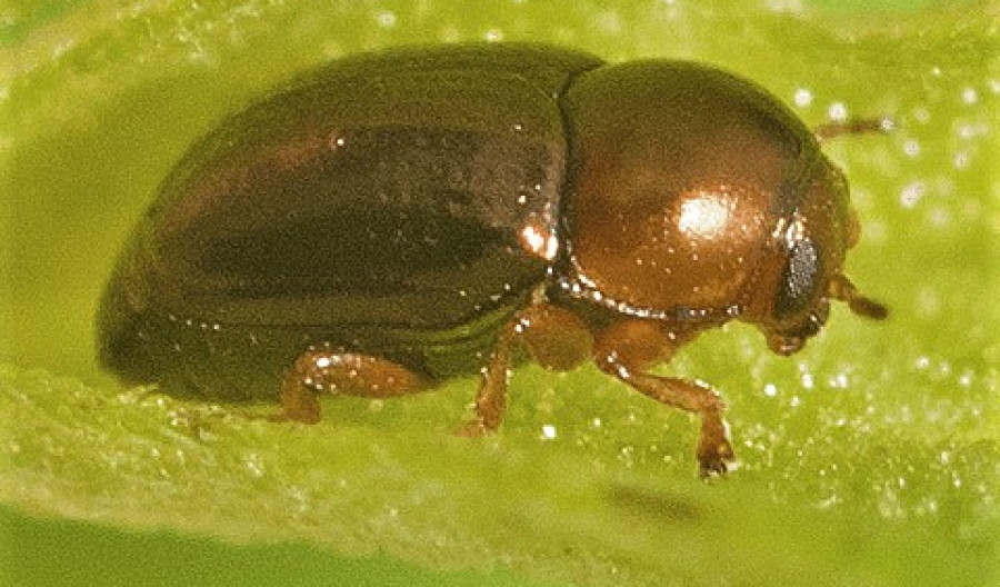 Garden Beetles Nz | Fasci Garden