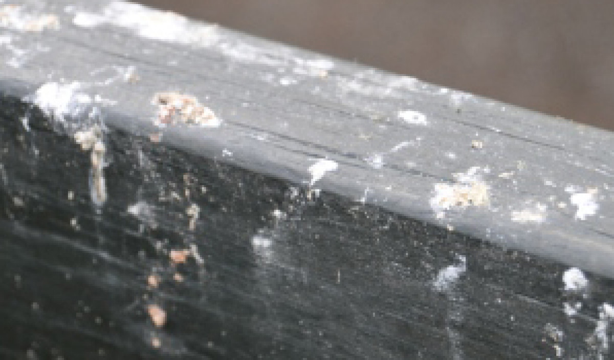 Bird Droppings - Cleaning Bird Droppings | Kiwicare