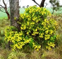 Boneseed - Control of Boneseed Weed. | Kiwicare