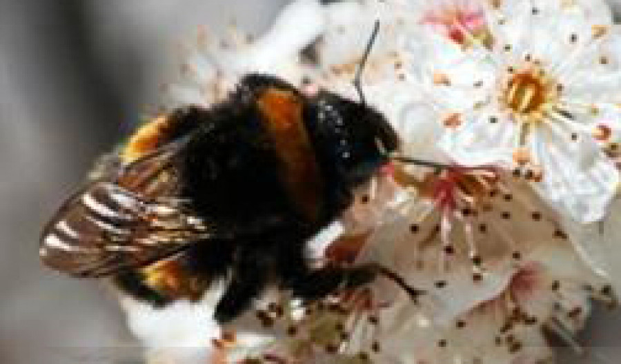 Bumble Bees - About Bumble Bees in the Home. | Kiwicare