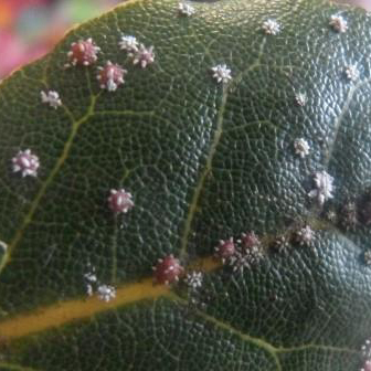 Scale Insects - Advice on identification and control of scale insect ...