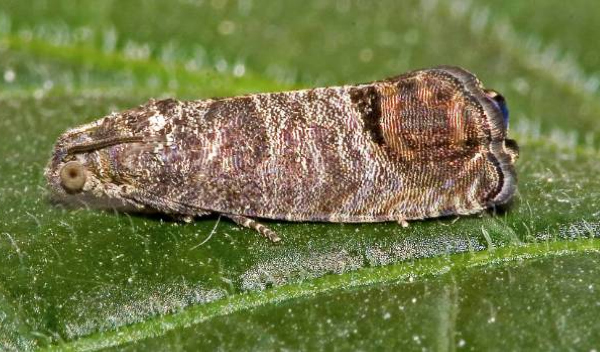 Codling Moth - Control of Codling Moth. | Kiwicare