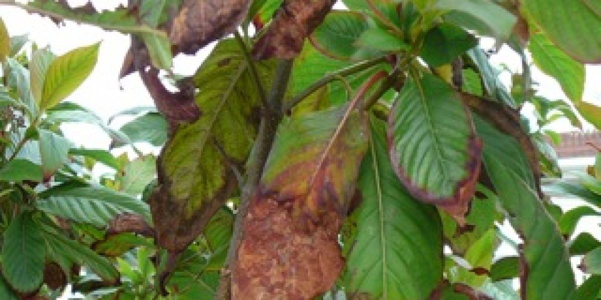 Learn about types of garden plant diseases | Kiwicare