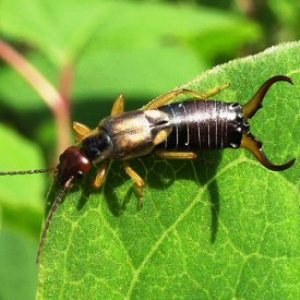 Earwigs - Control of Earwigs in Gardens. | Kiwicare