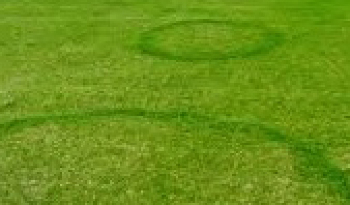 Fairy Rings - Control of Fairy Rings in Lawns. | Kiwicare