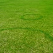 Advice on Lawn Diseases and How to Protect Your Lawn | Kiwicare