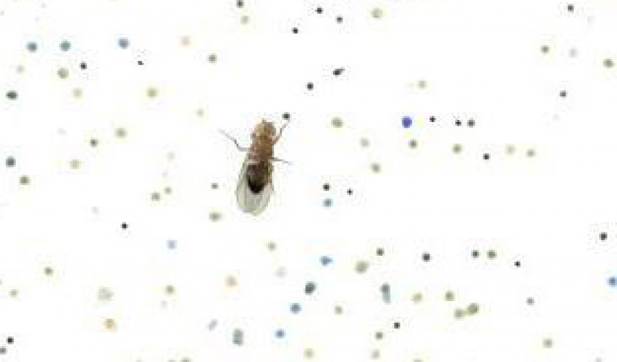 House Fly Poop