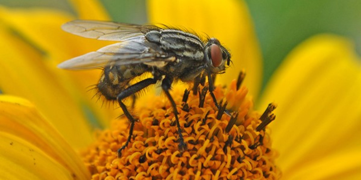 Fascinating Facts About Insects | Kiwicare