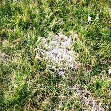 Fusarium - Advice on identification and control of fusarium diseases in ...