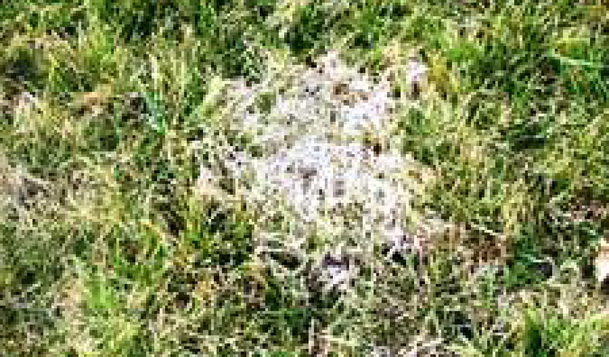 Snow Mould - Control of Snow Mould on Lawns. | Kiwicare